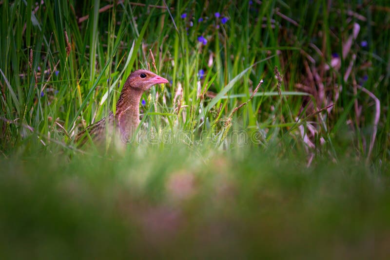 The Corn Crake, Corncrake or Landrail, Crex Crex is a Bird in the Rail ...
