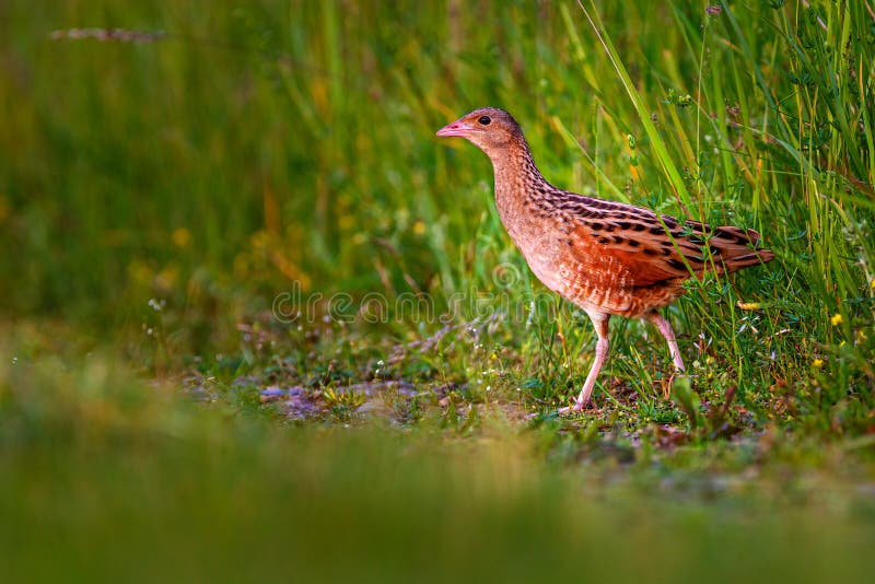 The Corn Crake, Corncrake or Landrail, Crex Crex is a Bird in the Rail ...