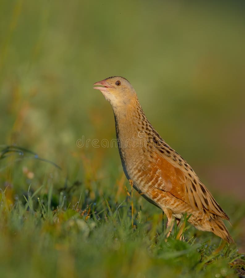 Corn Crake Crex crex stock image. Image of wildlife, crex - 95556795