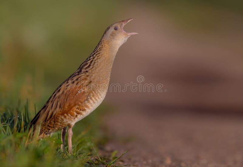 The Corn Crake, Corncrake or Landrail, Crex Crex is a Bird in the Rail ...