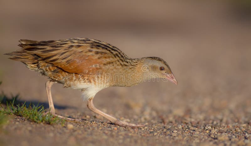 The Corn Crake, Corncrake or Landrail, Crex Crex is a Bird in the Rail ...