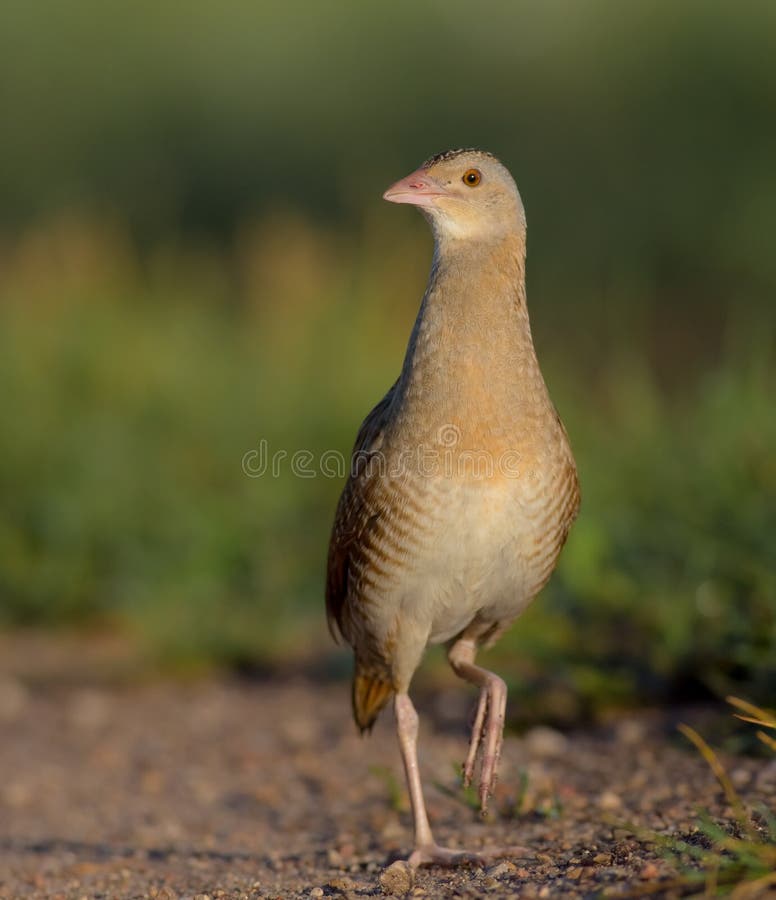 Corn Crake Crex crex stock photo. Image of bird, lithuania - 95557002