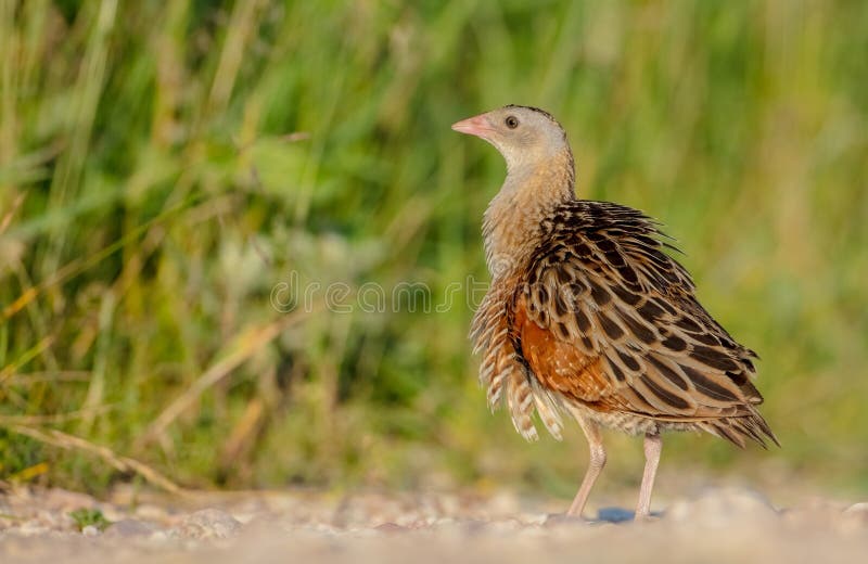 Corn Crake - Crex Crex - Male Bird at a Meadow Stock Photo - Image of ...