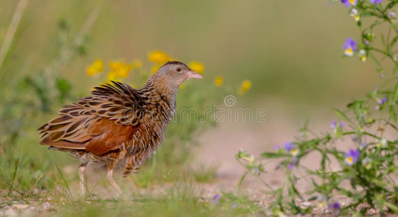 Corn Crake - Crex Crex - Male Bird at a Meadow Stock Image - Image of ...