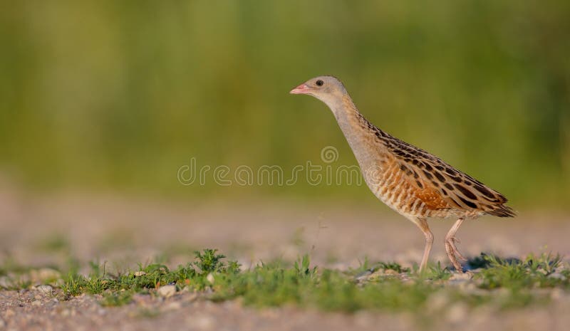 Corn Crake - Crex Crex - Male Bird Stock Image - Image of summer, brown ...