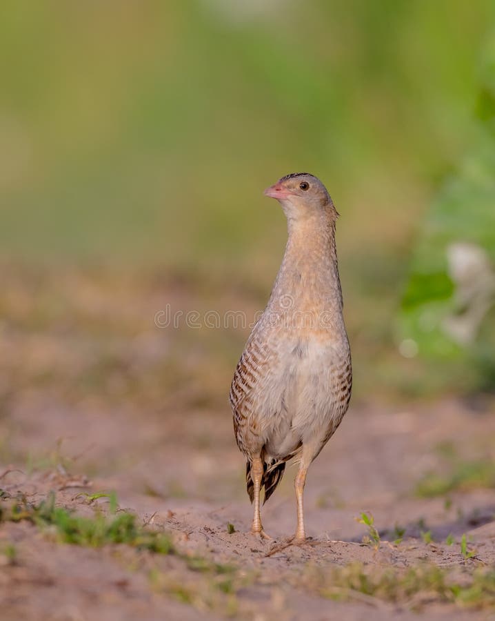 Corn crake on green grass stock photo. Image of ornithology - 17274040