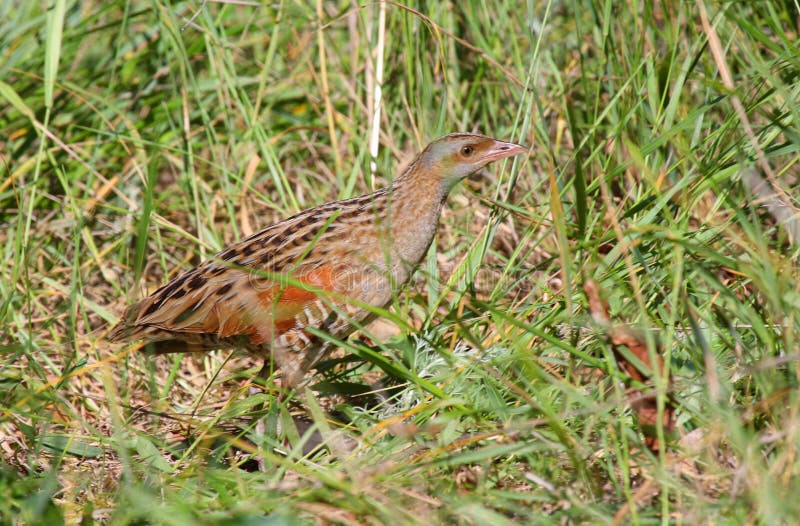 Corn Crake - Crex Crex - Male Bird at a Meadow Stock Photo - Image of ...