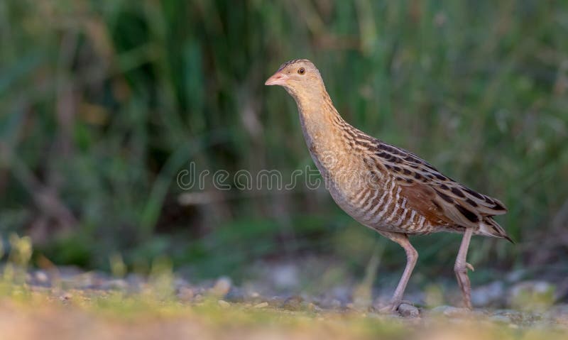 Corn Crake - Crex Crex - Male Bird at a Meadow Stock Photo - Image of ...