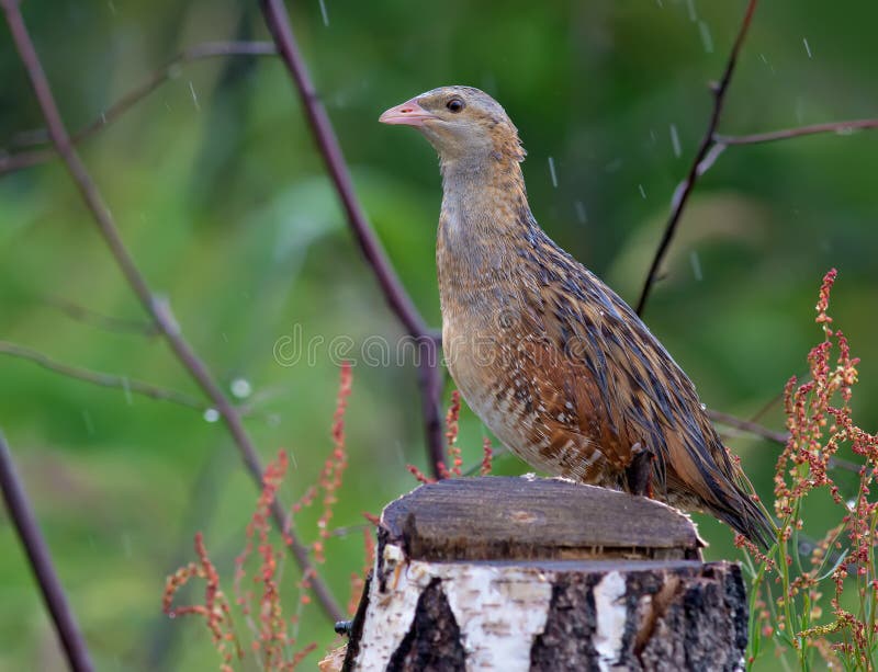 Corn Crake Stands Behind a Birch Stump with Falling Rain Drops Stock ...