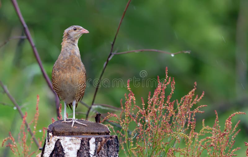 Corncrake Stands Out on a Birch Stump in Rainy Weather Stock Photo ...