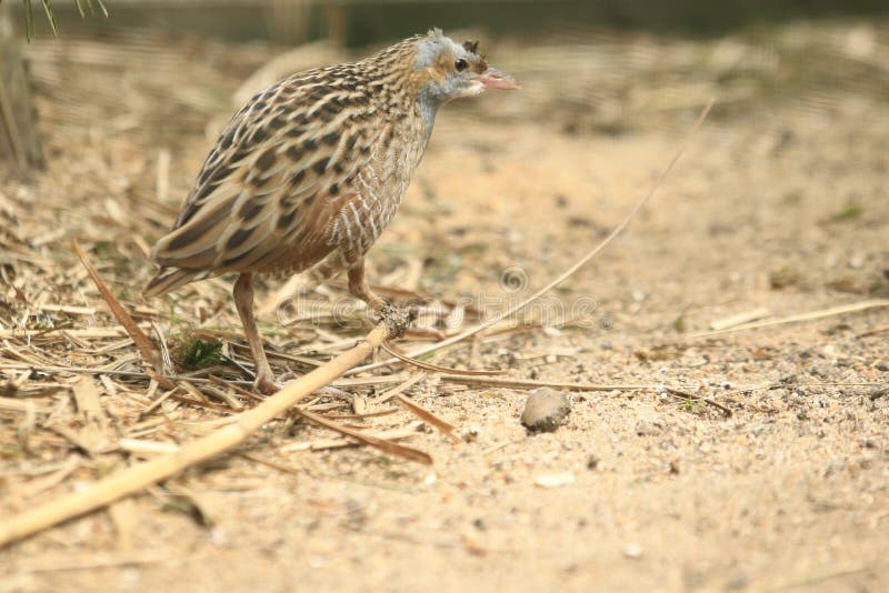 Corn crake stock photo. Image of detail, corncrake, bird - 28410642