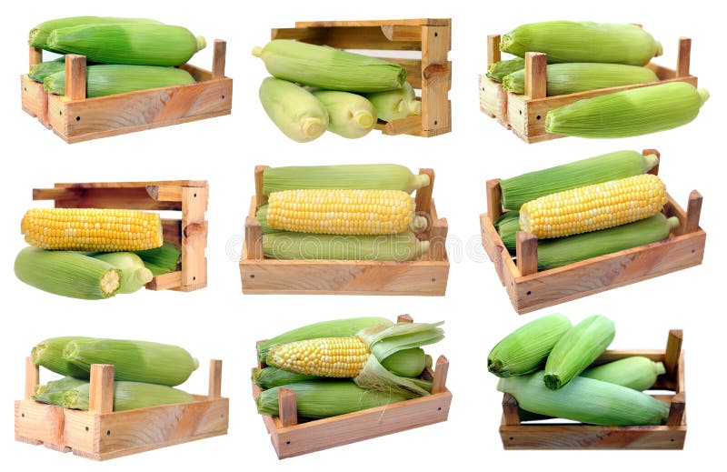 Corn in crate stock photo. Image of isolate, ripe, fresh - 49384796