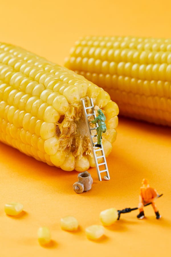 Corn, Creative Photography, Pictures of Lilliputian Dolls and Corn ...