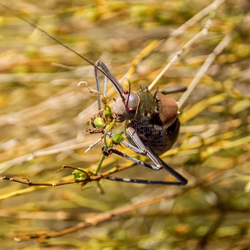 Corn Cricket stock photo. Image of forage, brown, grasshopper - 93633942