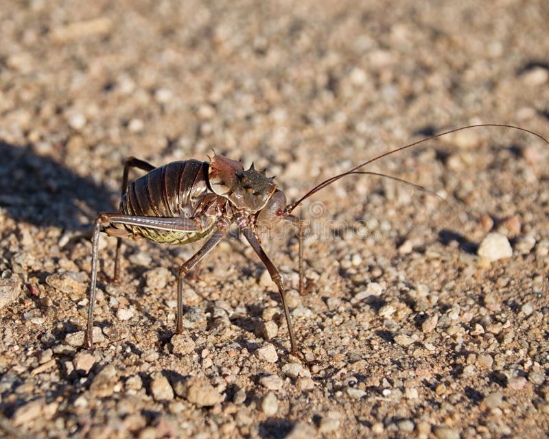 African Armoured Ground Cricket Stock Image - Image of creature, insect ...