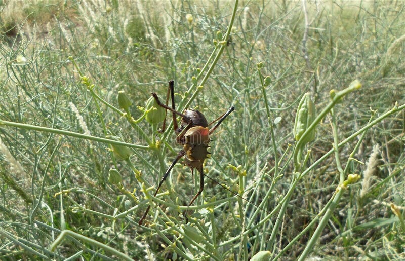 Corn Cricket 2 stock photo. Image of africa, koringkrieke - 66476034