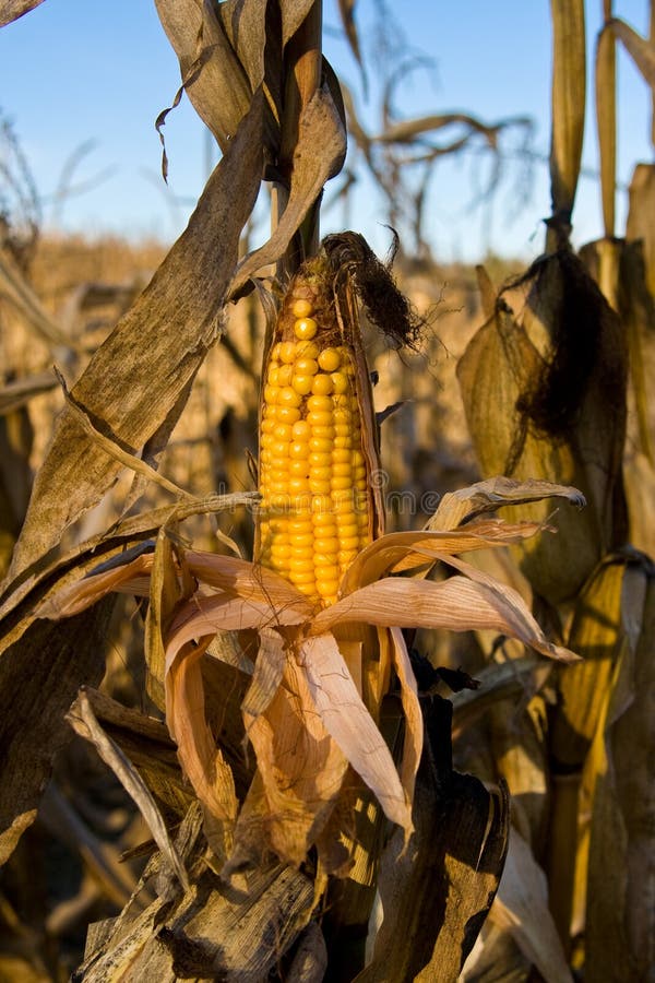 Corn crop stock image. Image of blue, growth, farm, field - 11729401