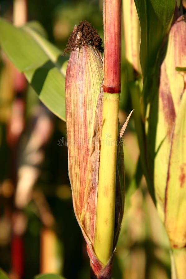 Corn crop stock image. Image of food, nutriment, seed - 1196185