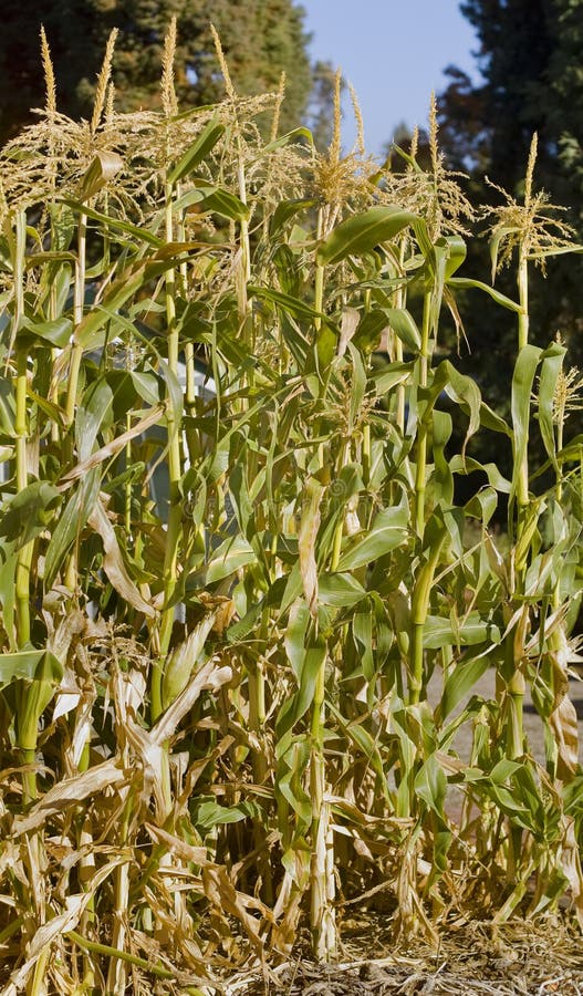 Corn Crop stock photo. Image of vegetable, agriculture - 14509554