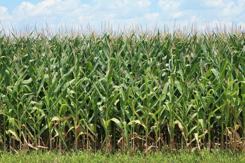 Corn Crop stock image. Image of crops, vegitation, farm - 15046257