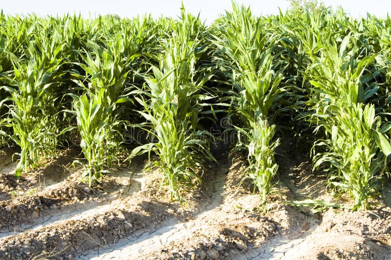 Corn Rows stock image. Image of agriculture, autumn, concept - 10718699
