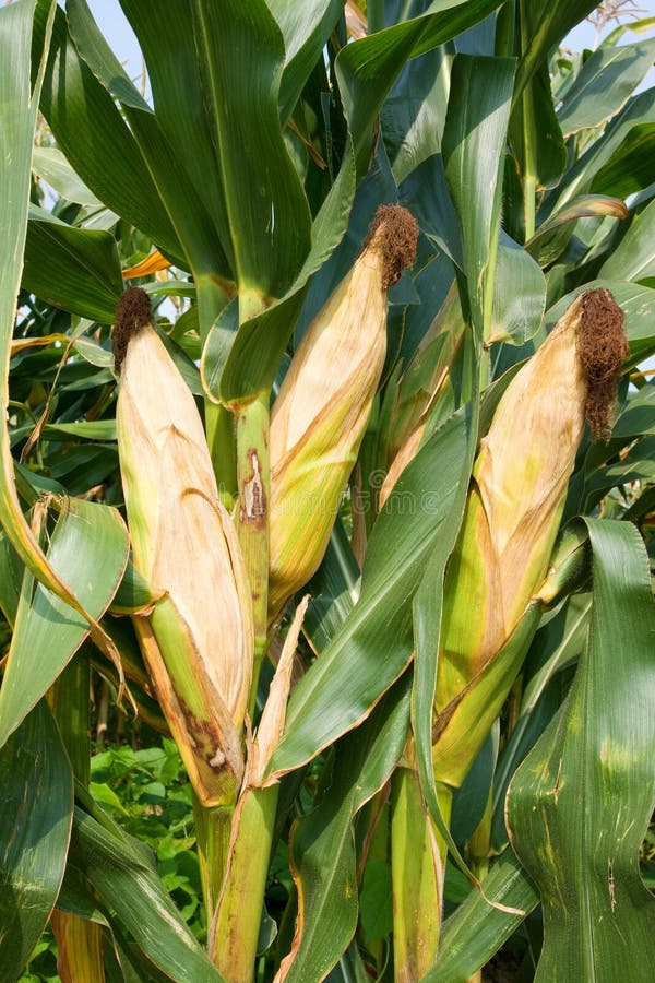 Corn crop stock image. Image of farming, cultivated, corn - 15654661