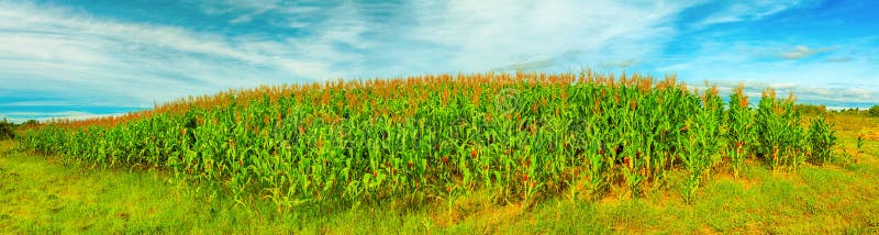 Corn crop stock photo. Image of scenery, countryside - 25815048
