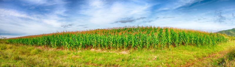 Corn crop stock image. Image of agriculture, panoramic - 26339533