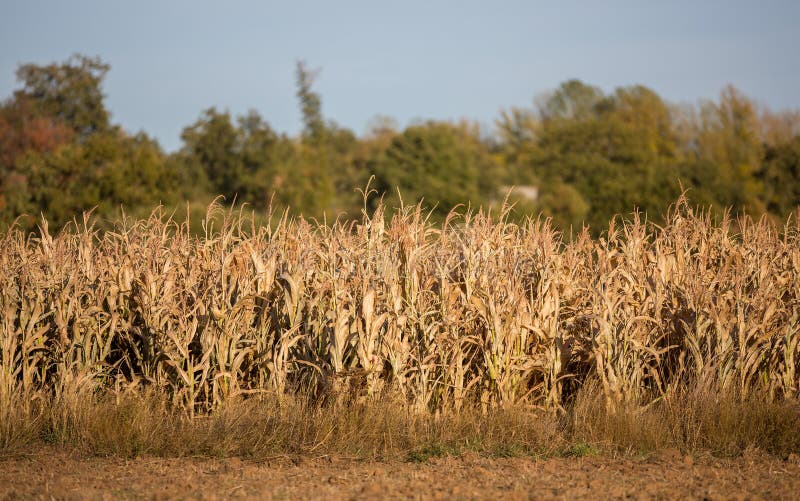 Corn crop stock image. Image of depth, sunset, plantation - 28024329