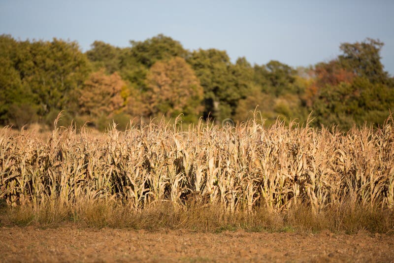 Corn crop stock image. Image of field, crop, side, sunny - 28136223