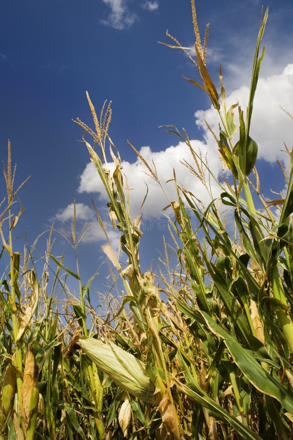 Corn crop stock photo. Image of rural, farming, vegetable - 3202040