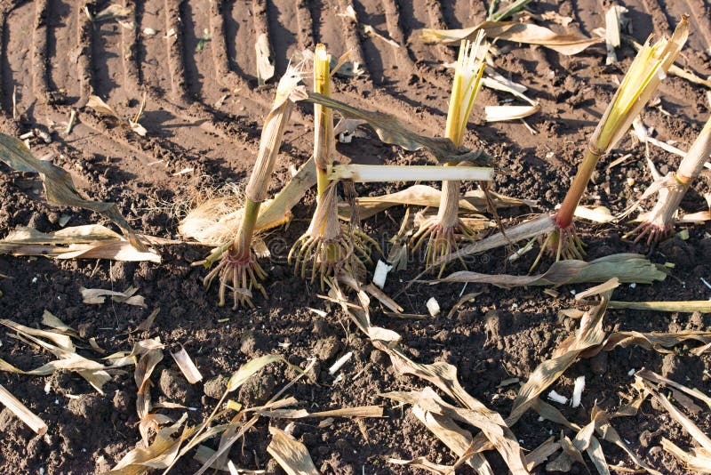 Corn Crop, Agricultural Activity for Harvest Season Stock Image - Image ...