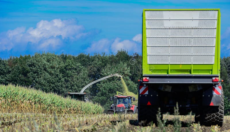 Corn Crop, Agricultural Activity for Harvest Season Stock Photo - Image ...