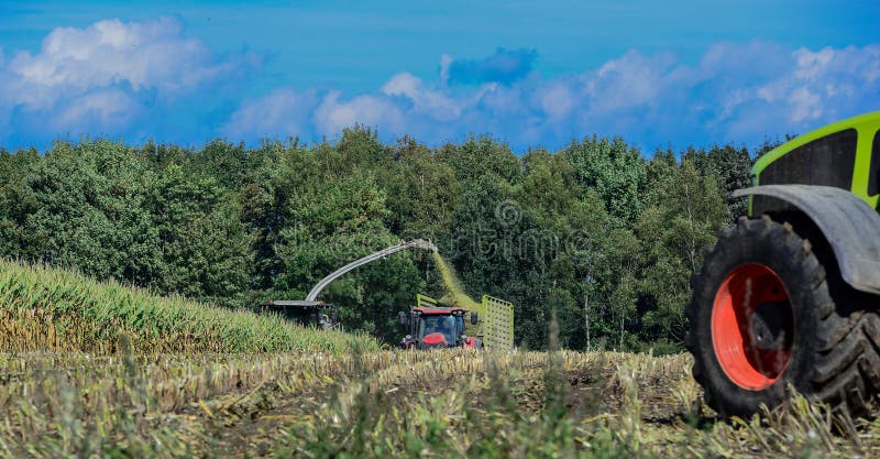 Corn Crop, Agricultural Activity for Harvest Season Stock Image - Image ...