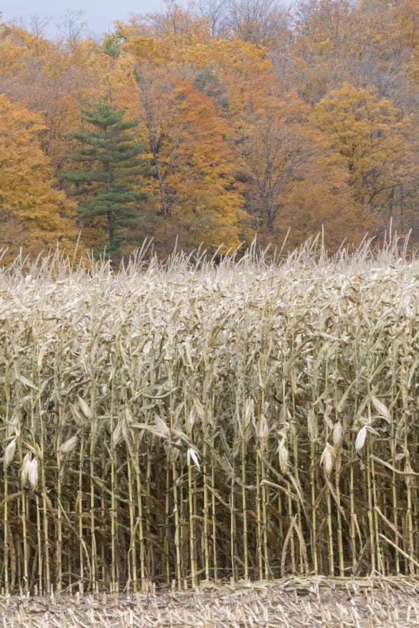 Corn Crop stock photo. Image of harvest, production, corn - 57686176