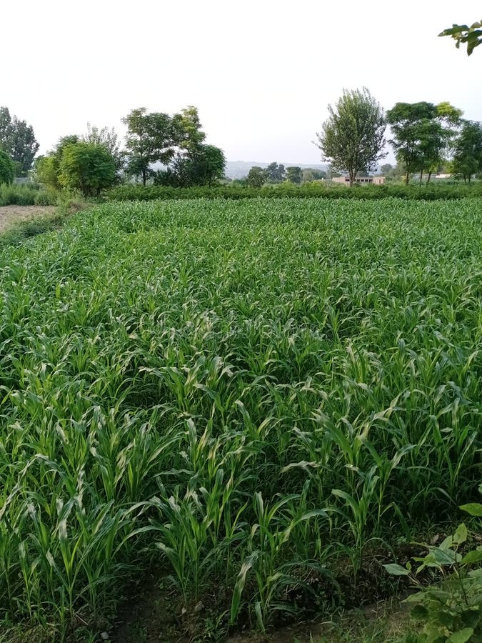 Corn Crop,beautiful Attractive Pic of Corn Crops Stock Image - Image of ...