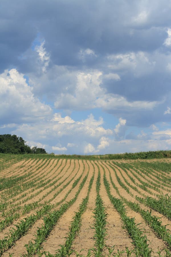 Corn crop stock photo. Image of agriculture, perspective - 43183462