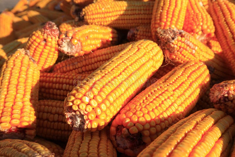 The corn crop stock image. Image of background, maize - 175279247