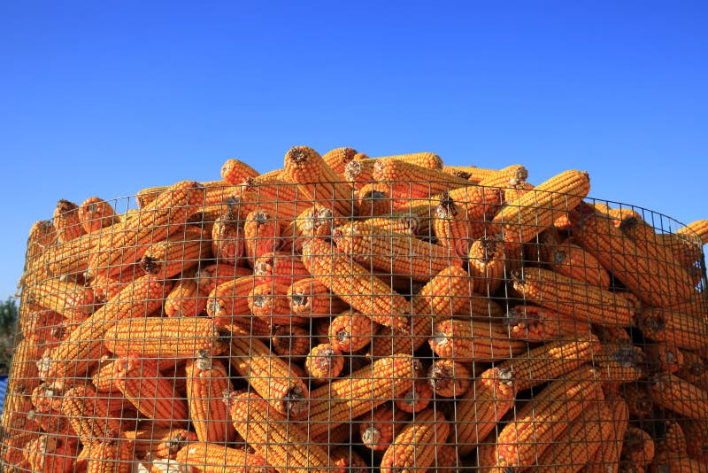 The corn crop stock image. Image of grain, closeup, maize - 175279613