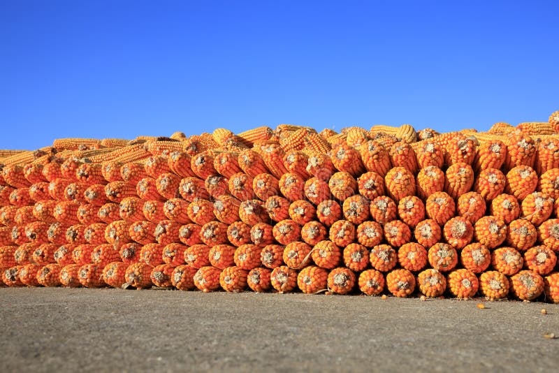 The corn crop stock image. Image of maize, grain, crop - 175301275