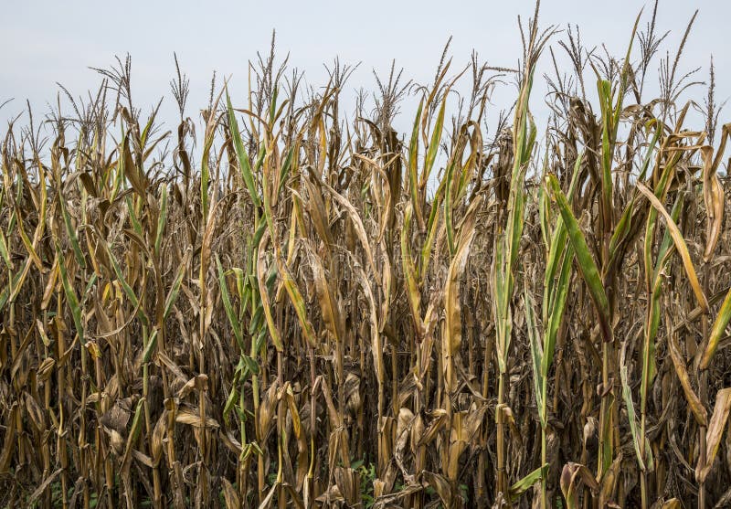 Corn Crop Damaged by Drought Stock Image - Image of brown, dead: 52756069