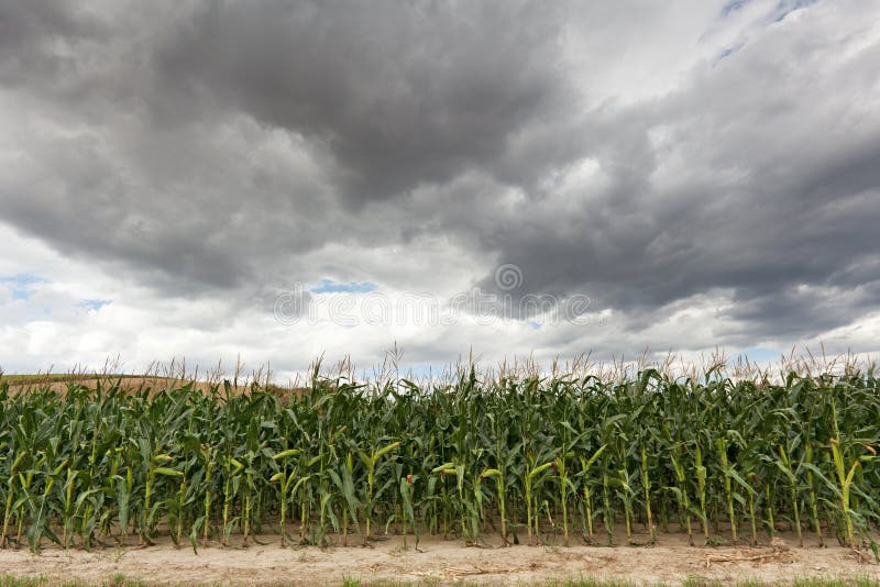 Profile of corn crop stock photo. Image of grain, agriculture - 32955534