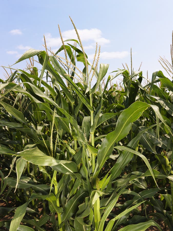 Corn crop field. stock photo. Image of farm, color, agriculture - 3188462