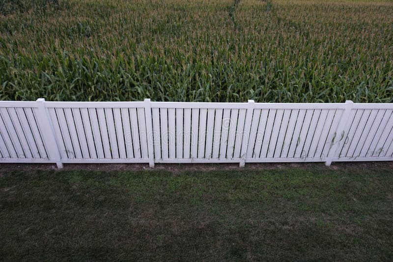 Corn Crop stock image. Image of agriculture, white, lawn - 97199201