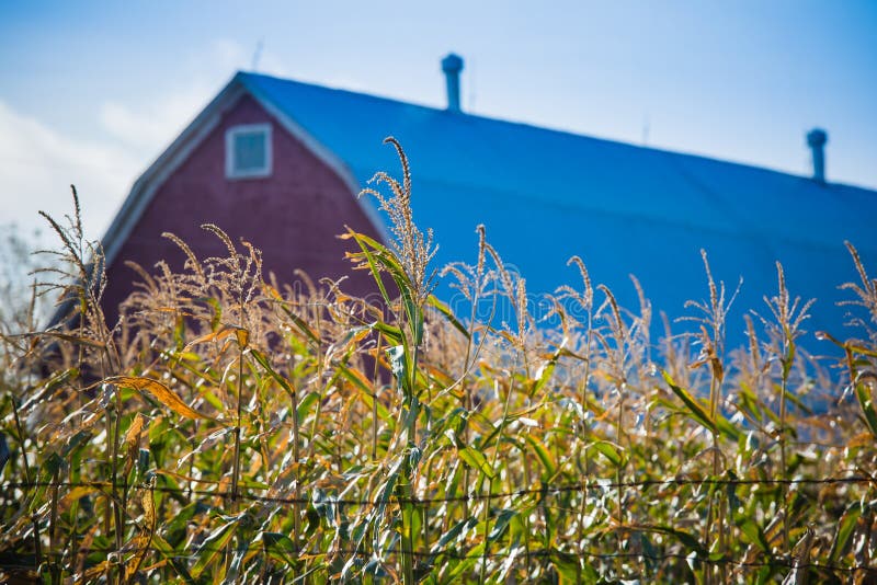 Corn Field stock image. Image of garden, dirt, healthy - 32516007