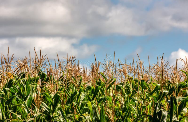 Corn crop in Africa stock photo. Image of crop, ranch - 161429776