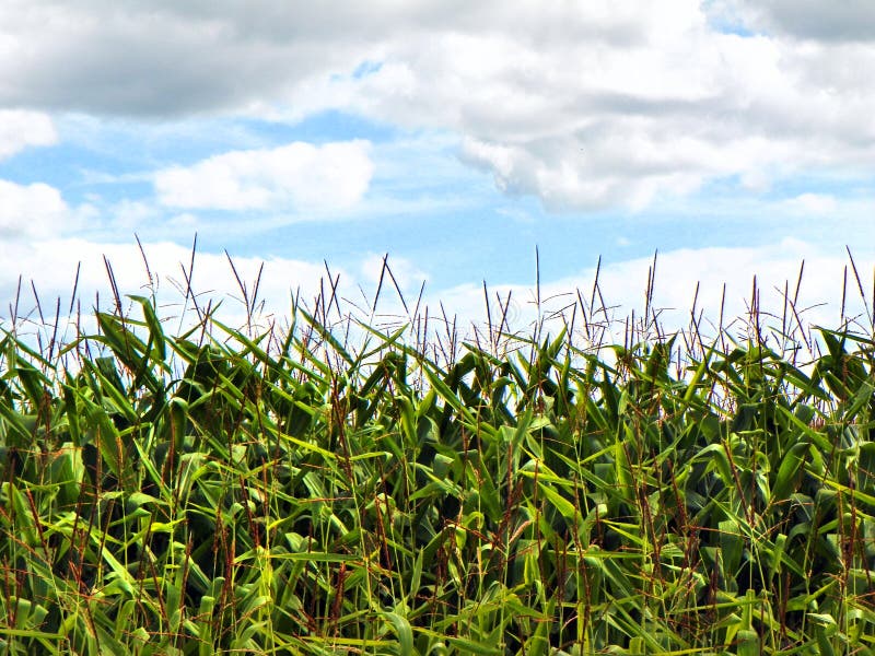 New York Corn Fields Stock Photos - Free & Royalty-Free Stock Photos ...
