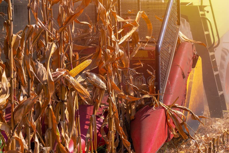 Corn crop harvest stock image. Image of grain, food - 141090895