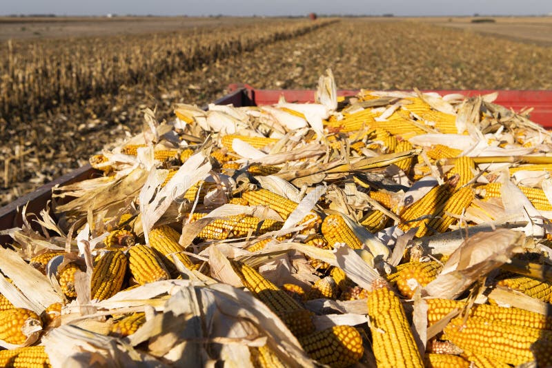 Heap grain wheat stock image. Image of grain, trailer - 32200711