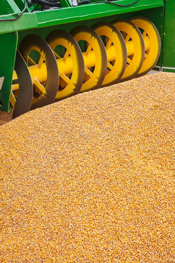 Corn Crop Harvester Machine with Fresh Corn in Front Editorial Stock ...